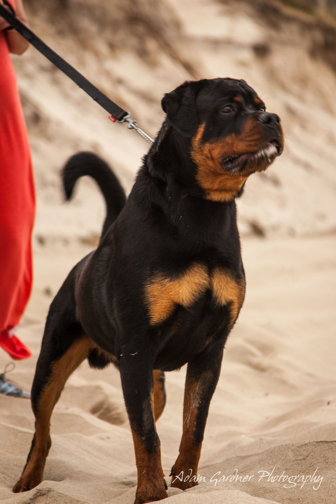 STAHLGRIFF ROTTWEILERS